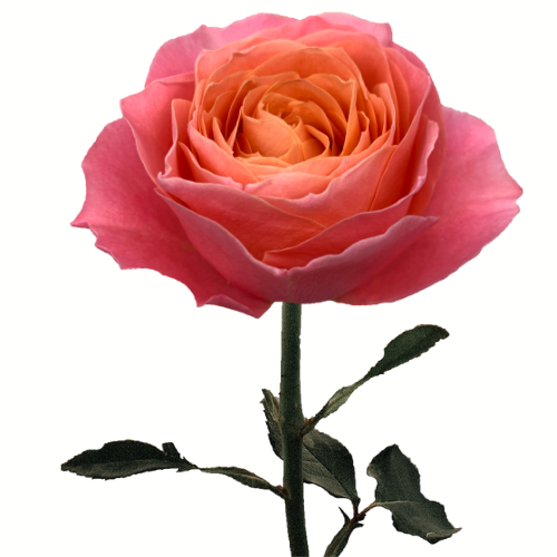 Rosa Loves Me | ROSE OF ROSES