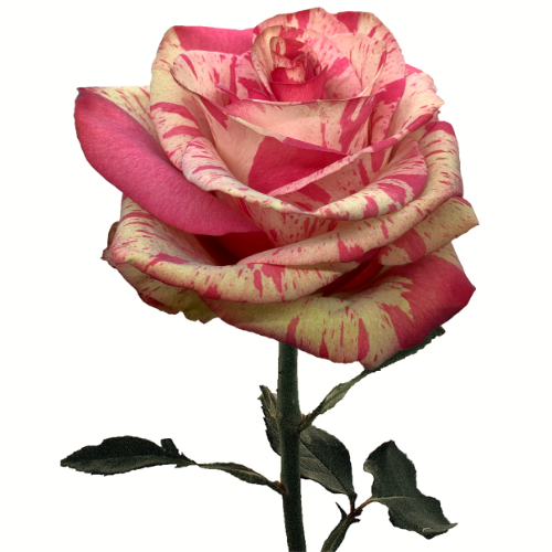 Magic Times | ROSE OF ROSES