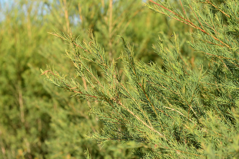 Cassegrain Kalara ,Tea Tree Oil, Antiseptic, Australia