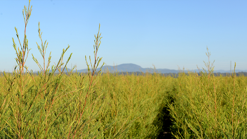 Cassegrain Kalara ,Tea Tree Oil, Antiseptic, Australia