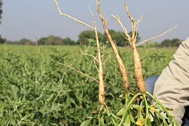 The Ashwagandha Story!