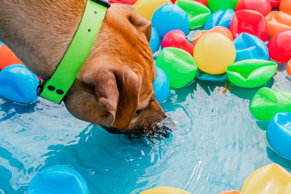 5 Canine Enrichment Studies & Resources: What Science Tells Us About ...