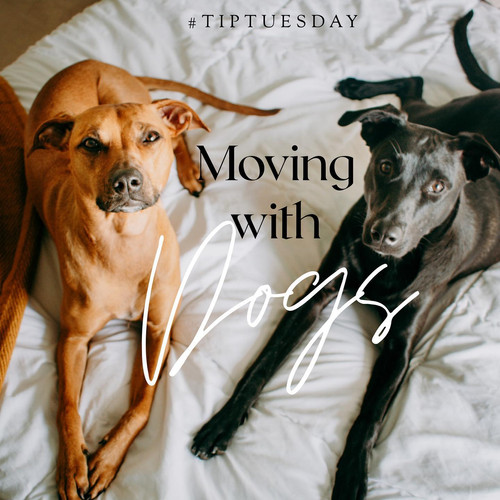 Moving With Dogs: 7 Tips That Made Moving With Dogs Stress Free