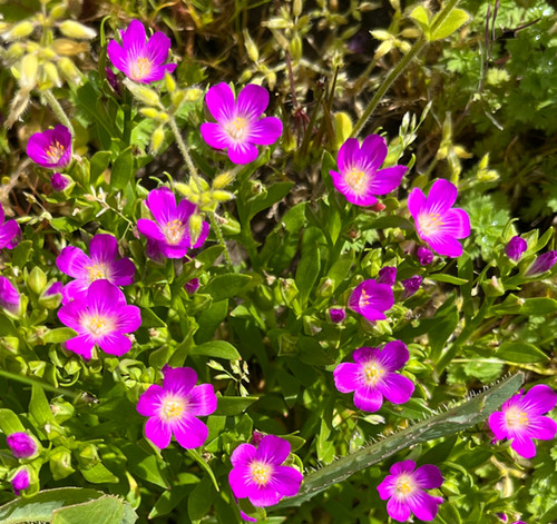 Red maids | Steele Acres