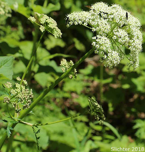 Celery Plant Flower