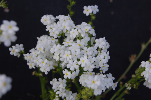 Fragrant popcornflower | Steele Acres