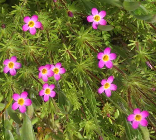 True Baby Stars | Steele Acres