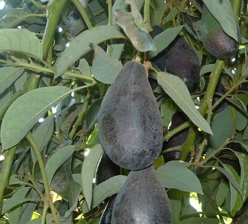 Negro Grande/Grande Negra Avocado tree great taste cold hardy-Big Black ...