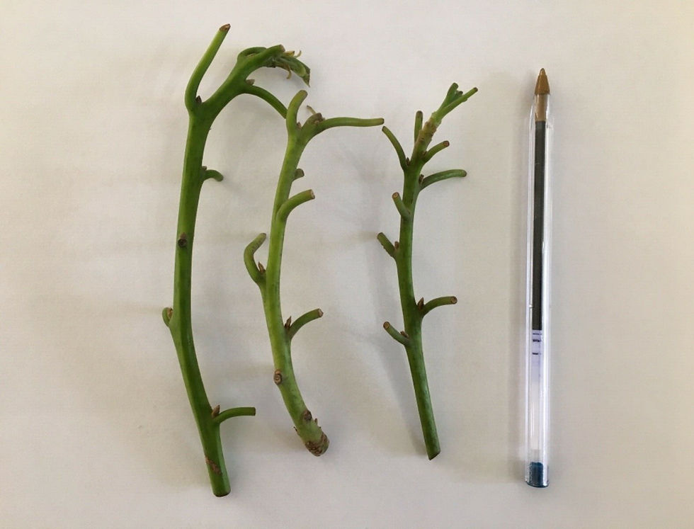 Scions | Avocado Tree Growers