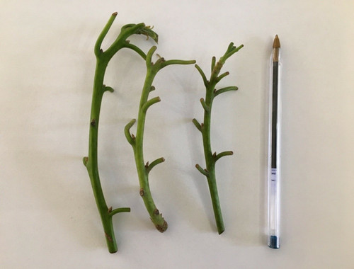 Pinkerton Avocado Scion for grafting- cuttings - budwood for grafting ...