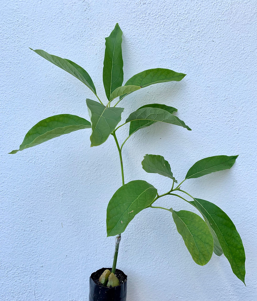Avocado Tree Growers | Avocado trees for sale