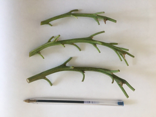 Fuerte Avocado Scion for grafting-Avocado cuttings -budwood for ...