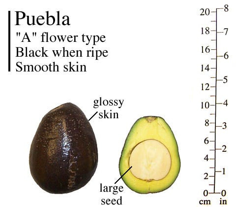 Puebla Avocado tree, It's a really tasty Avocado | Avocado Tree Growers