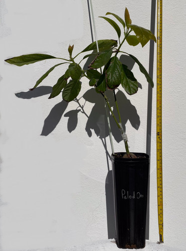Grafted Palo d’Oro Avocado tree Heavy Producer Cold Hardy Avocado tree ...