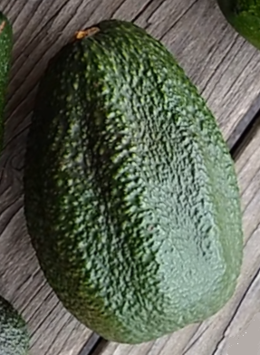 Queen Avocado tree | Avocado Tree Growers