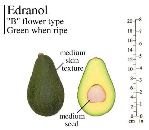 Edranol Avocado tree, excellent nutty, buttery flavor | Avocado Tree ...