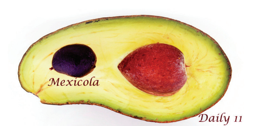 Daily 11 Avocado tree | Avocado Tree Growers