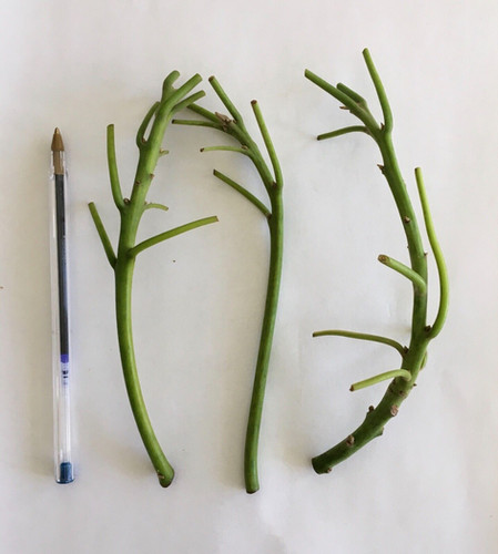 Gem Avocado Scion for grafting- cuttings - budwood for grafting ...