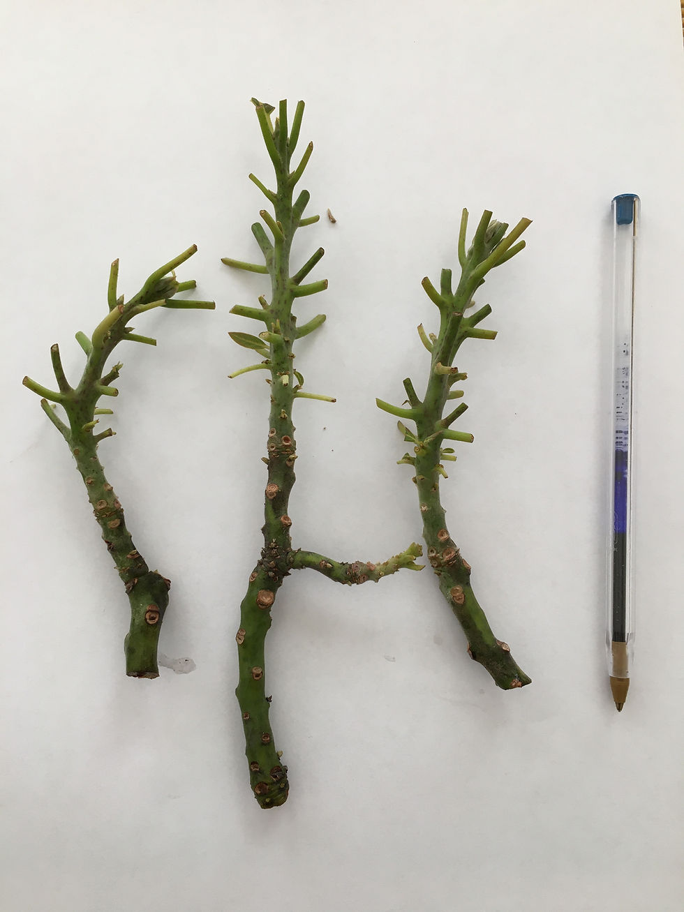 Scions | Avocado Tree Growers