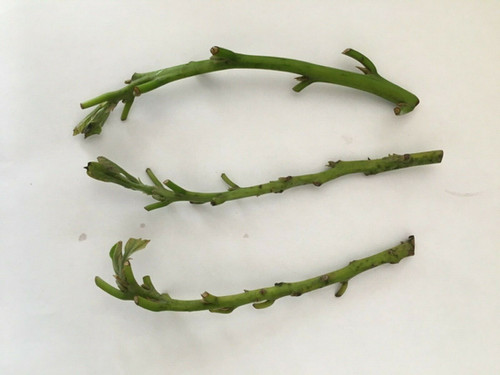 Sharwil Avocado Scion for grafting- cuttings - budwood for grafting ...