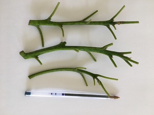 Mexicola Grande Avocado Scion for grafting- cuttings - budwood for ...