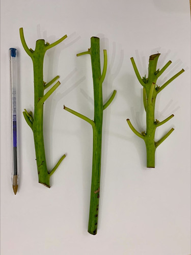 Nabal Avocado Scion for grafting- cuttings - budwood for grafting ...