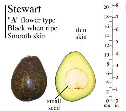 Stewart Avocado tree, excellent quality fruit that is rich and nutty ...