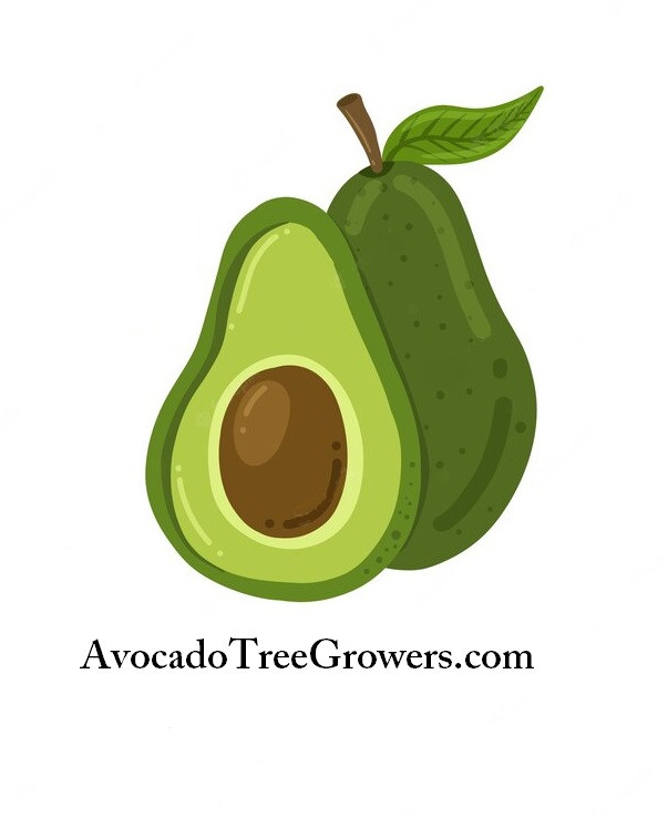 Scions | Avocado Tree Growers