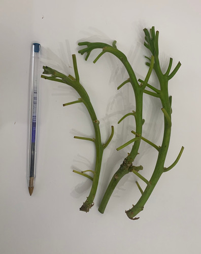 Lamb Hass Avocado Scion for grafting- cuttings - budwood for grafting ...