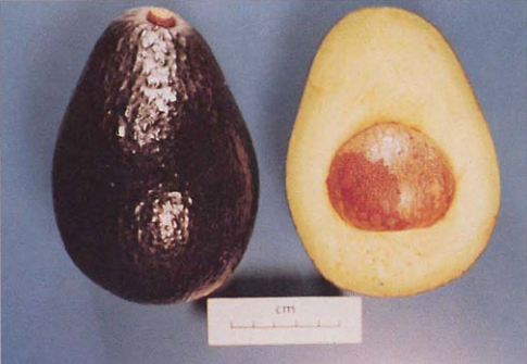 Malama Avocado tree | Avocado Tree Growers