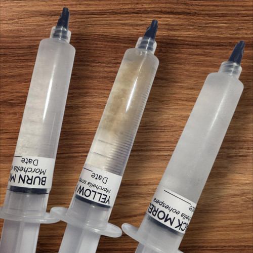 Morel Liquid Culture 3 Pack 10ml | Manitook Mountain