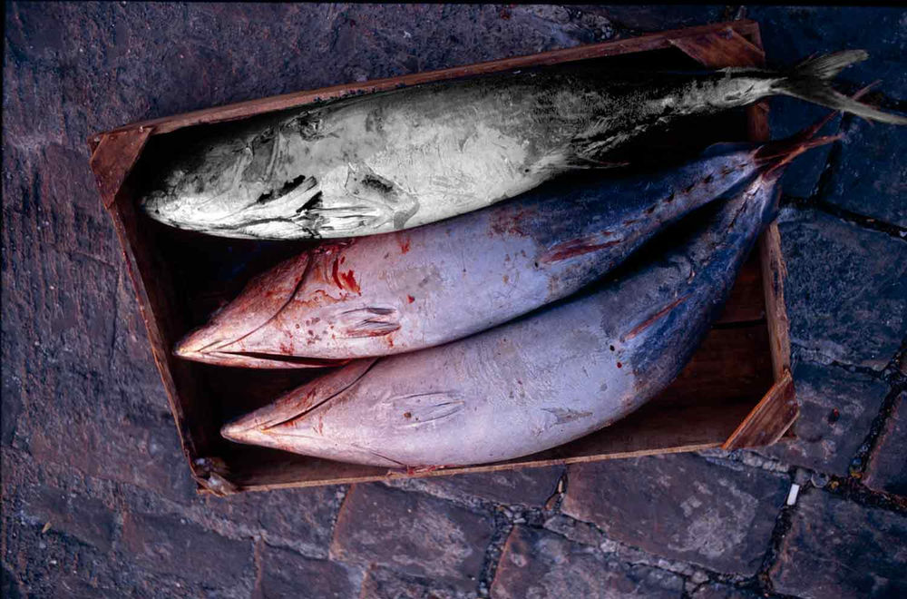 ¿Cómo es posible que se desperdicie un tercio de las capturas de pescado?