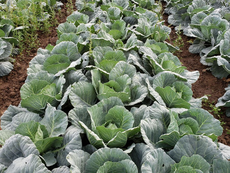 News from the Farm | The Root Down Farm