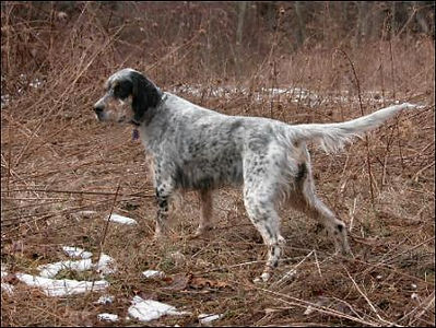 Grouse Dogs | Our Dark Hollow English Setters