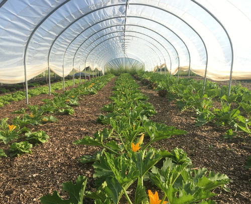 20m Caterpillar Tunnel Kit | Caterpillar Tunnels