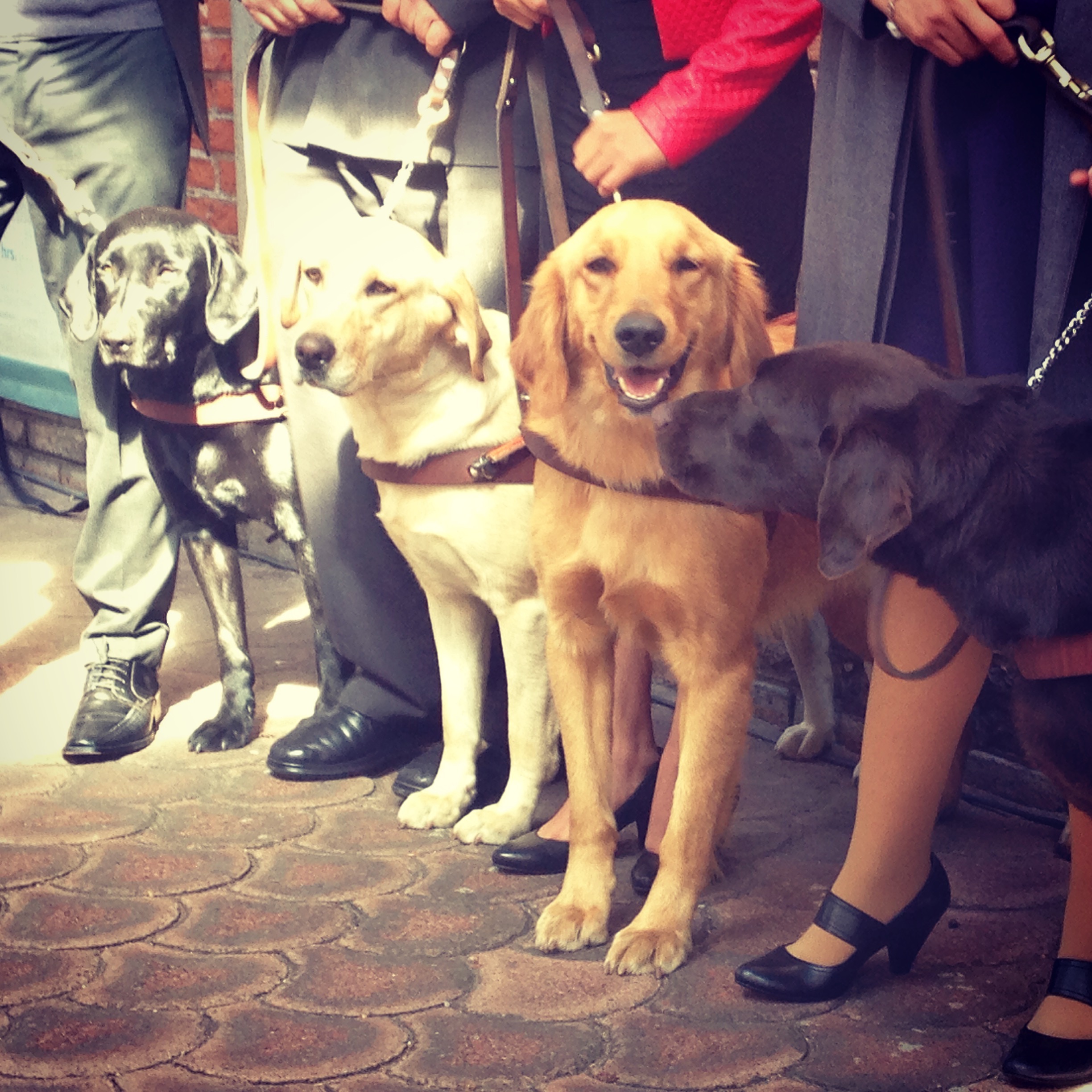 Perros Guía para Ciegos