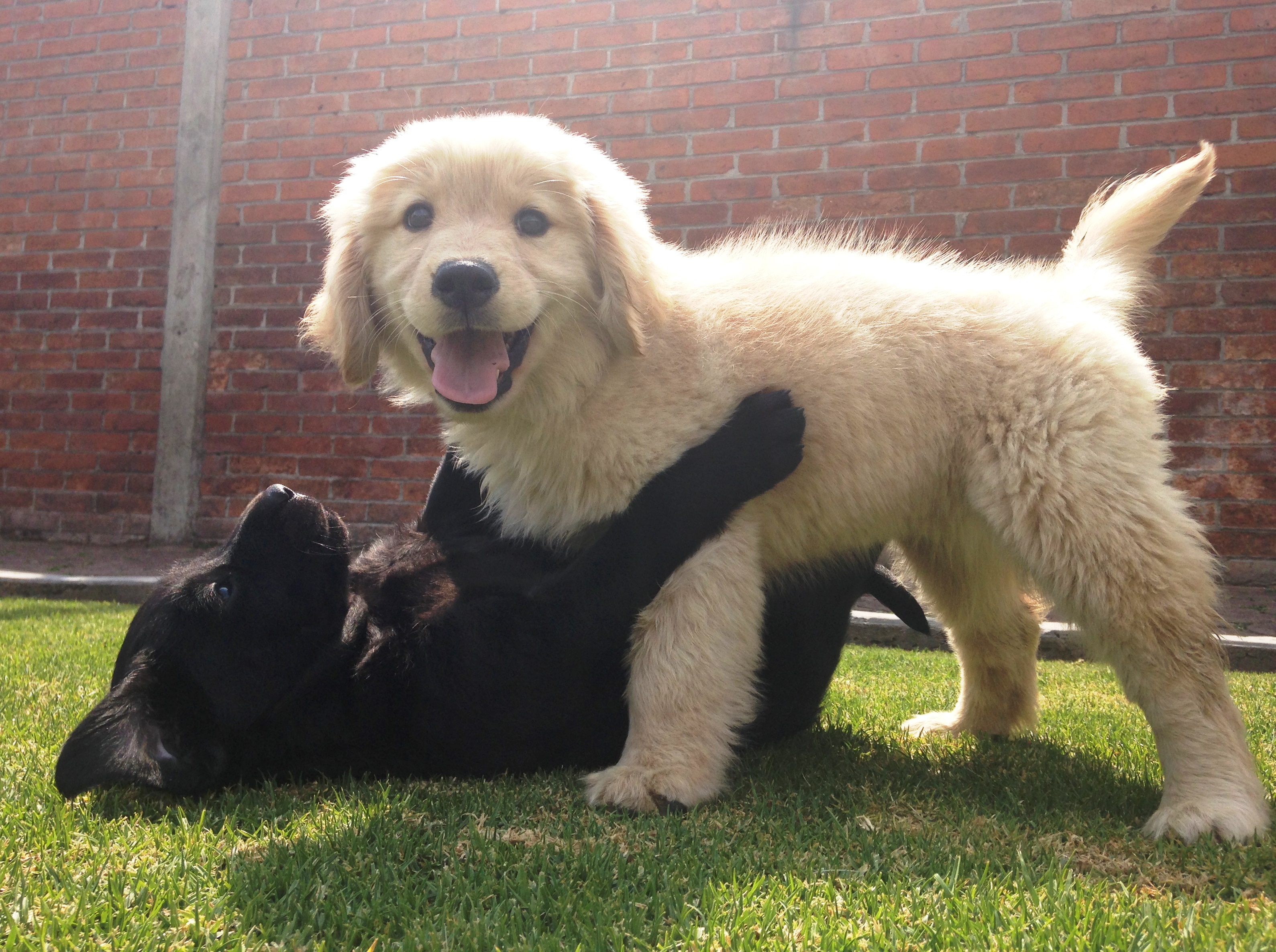 Perros Guía para Ciegos