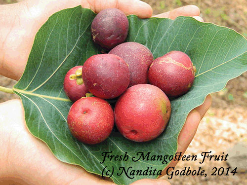 Mangosteen or Kokum