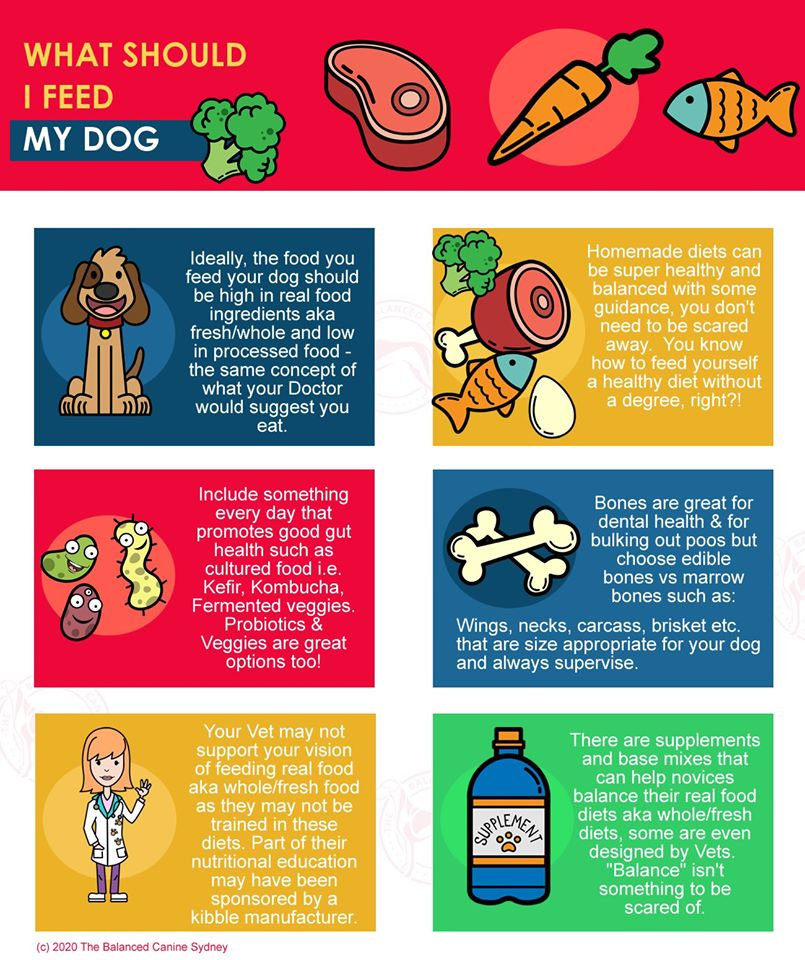 🧐 What should I feed in my dog?