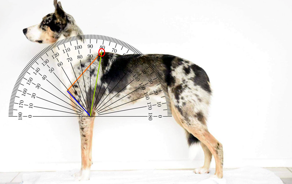 The Koolie - Understanding conformation in a breed without a breed standard