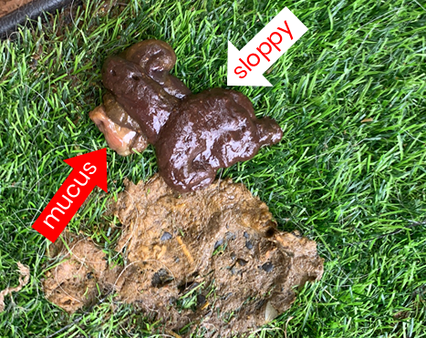 SOS - 14 Puppies with Sloppy Poos