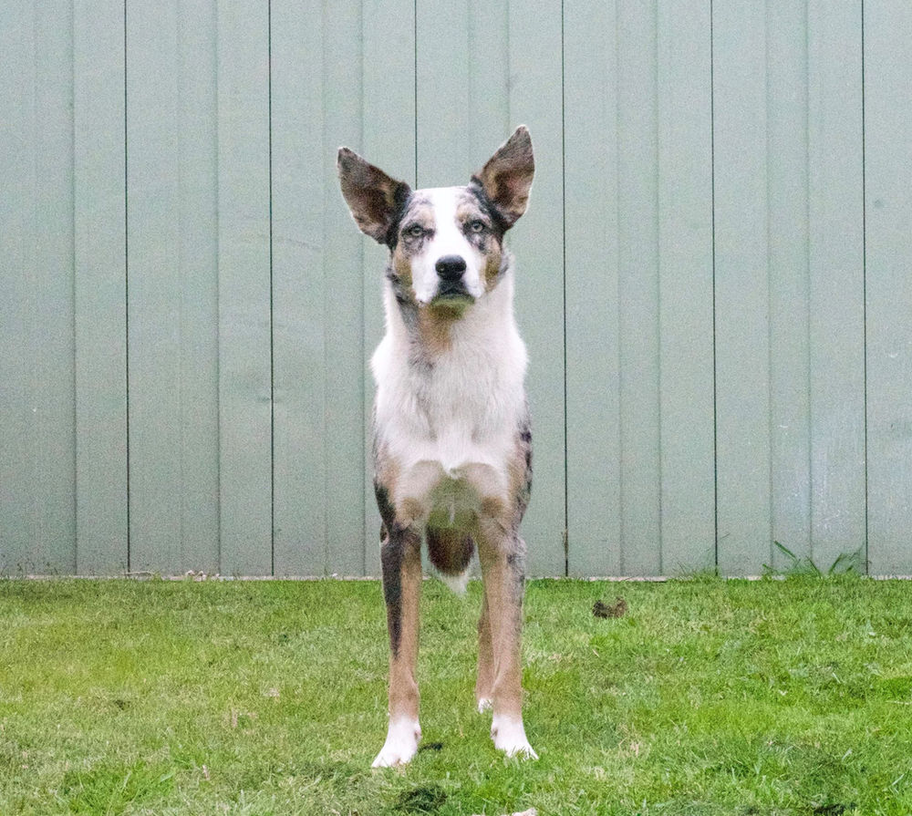 The Koolie - Understanding conformation in a breed without a breed standard