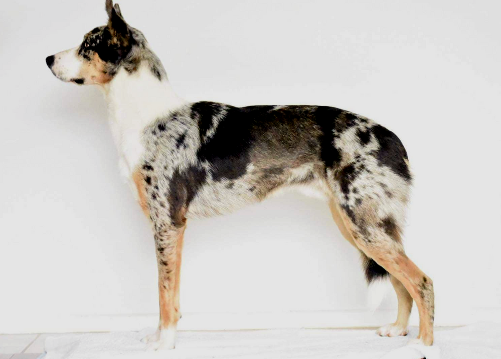 The Koolie - Understanding conformation in a breed without a breed standard