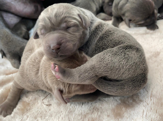 Applebycarr Labradors | "Chocolate Labrador puppies for sale"