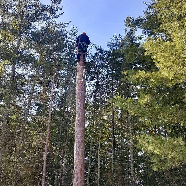 Arborist | United Tree Service | Ontario