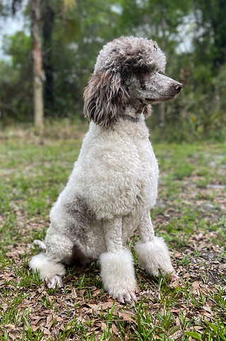 Available Puppies | Wolfpack Poodles