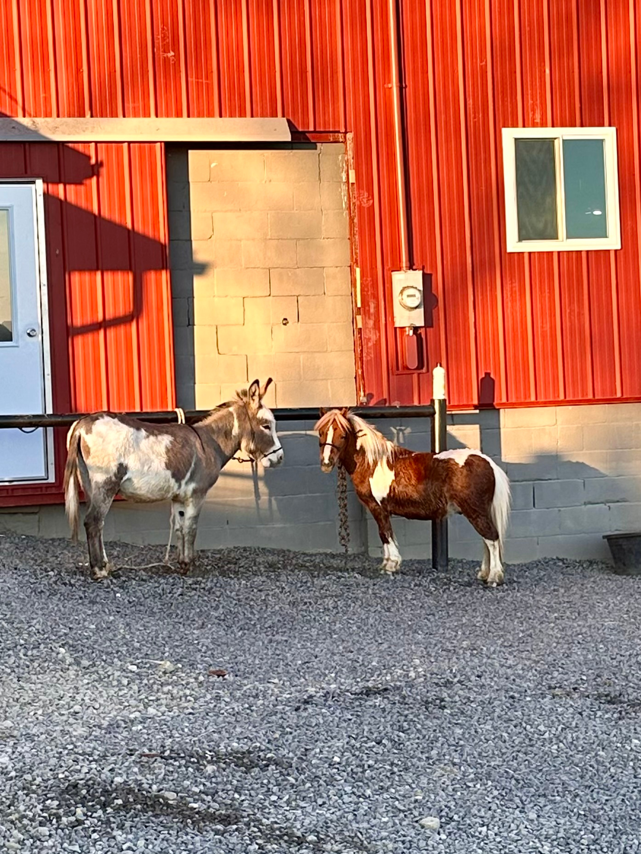 Ponies, Miniatures and Donkeys- Fresno, Oh - Twilight Farms