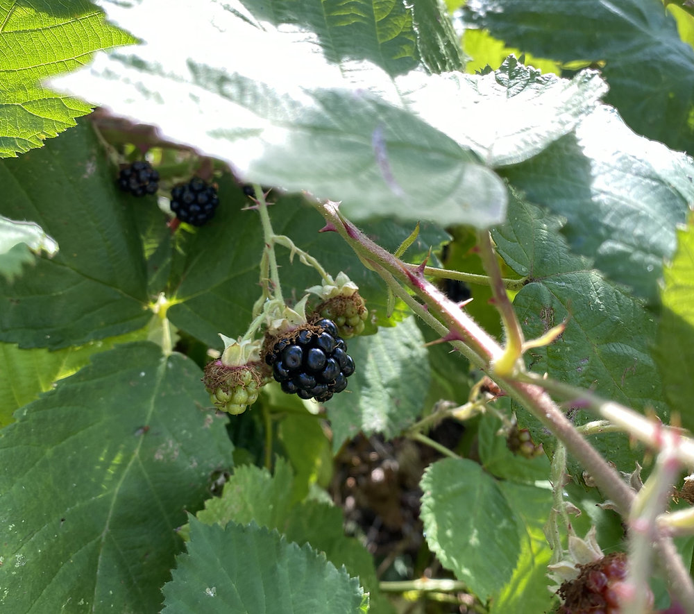 Picking Wild Black Berries: Tipps and Tricks