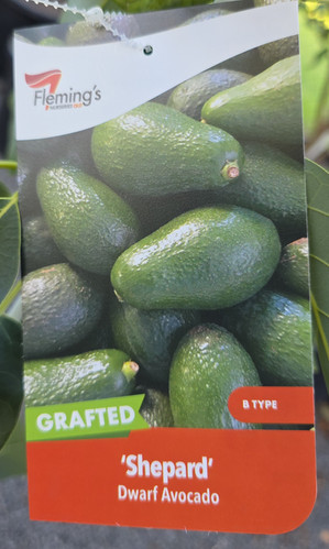 Shepard Avocado | True Blue Garden Centre