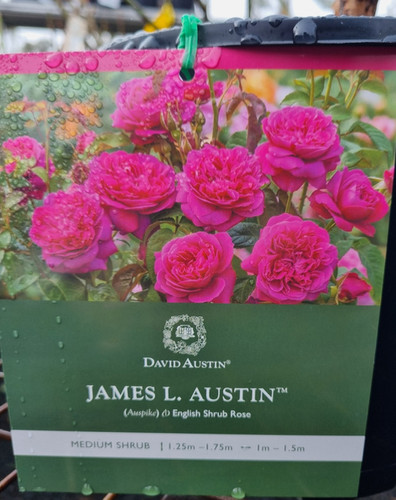 James L Austin | True Blue Garden Centre